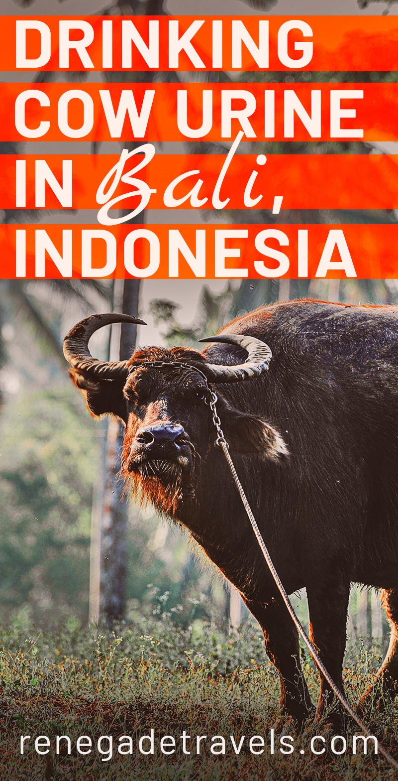 Drinking Cow Urine in Bali | A Strange Experience